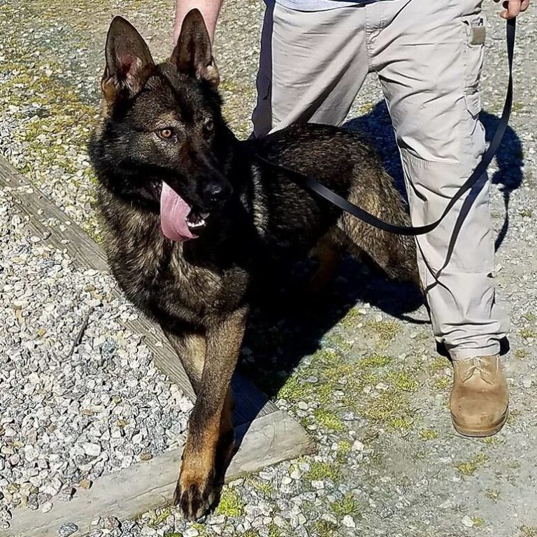 Dual Purpose Patrol and Detection K9 - valhallk9