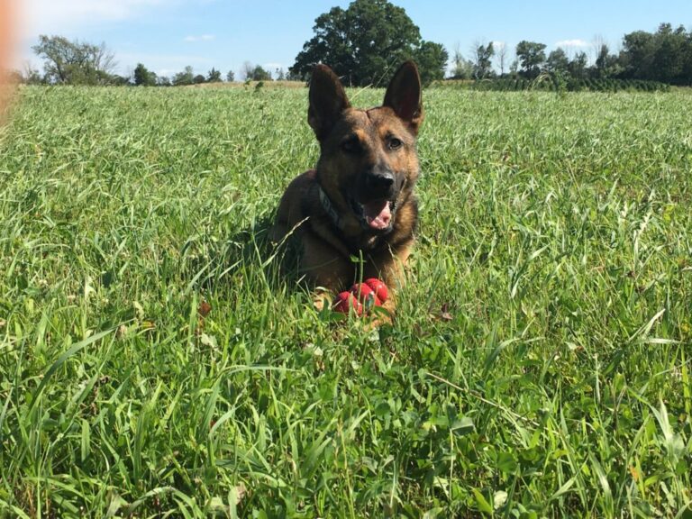 Kennel Facility Design and Management - valhallk9