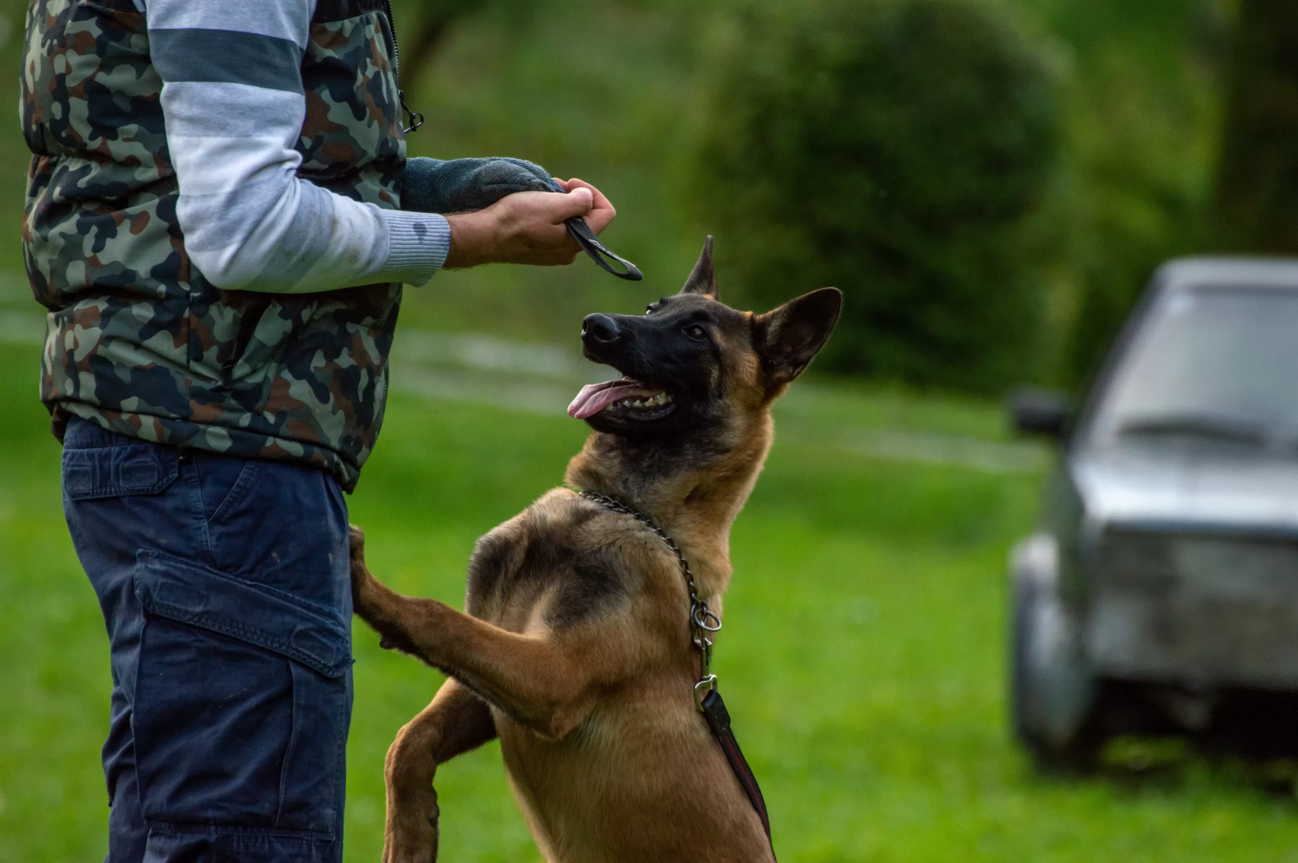How to Teach Your Dog to Come When Called - valhallk9