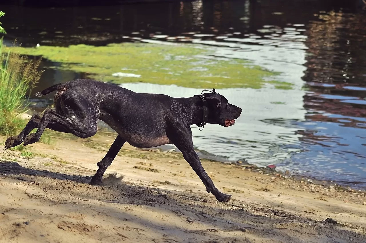 Teaching Your Dog to “Leave It”: Important for Safety and Control ...