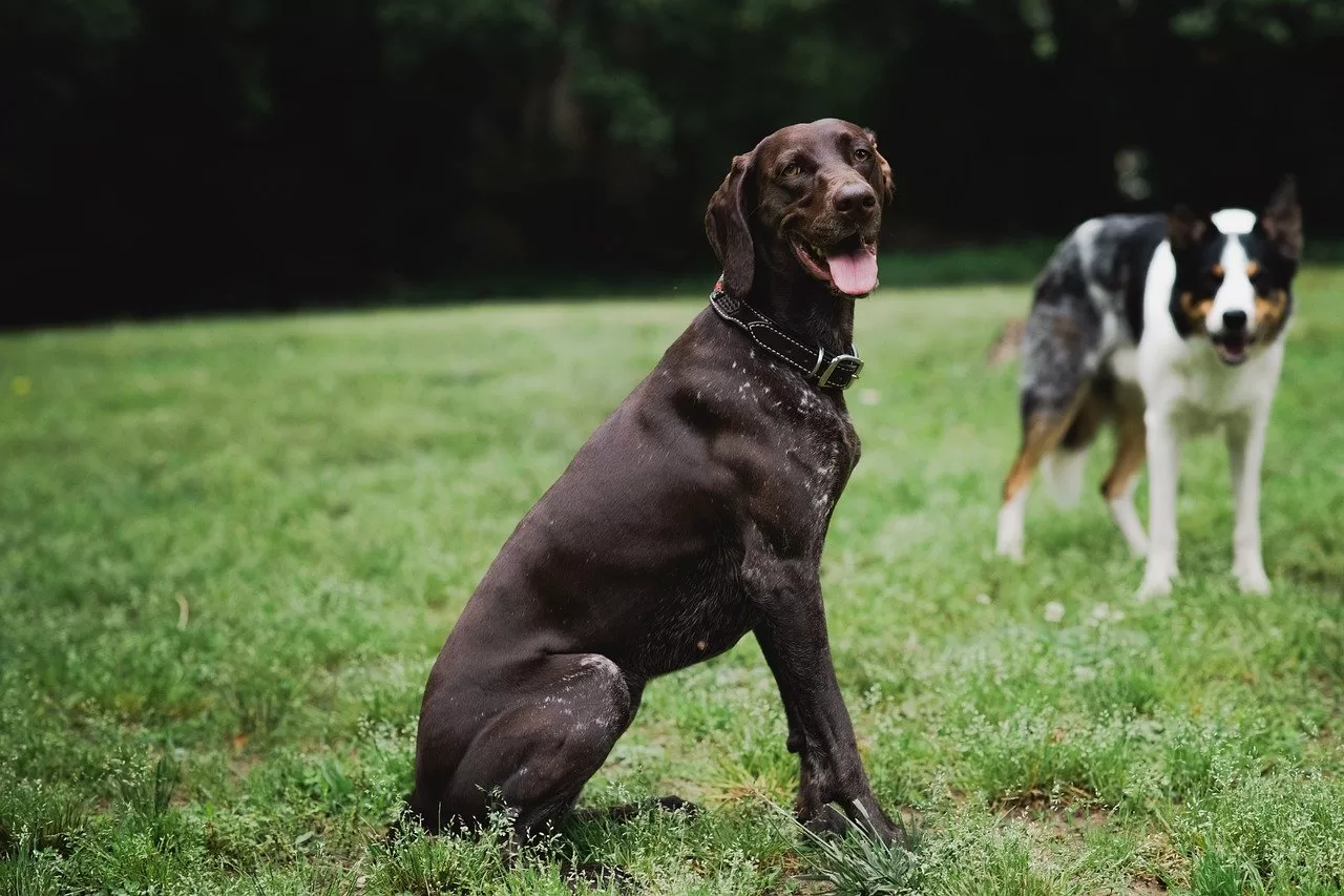 Socialization for Adult Dogs: Helping Them Adjust and Thrive - valhallk9