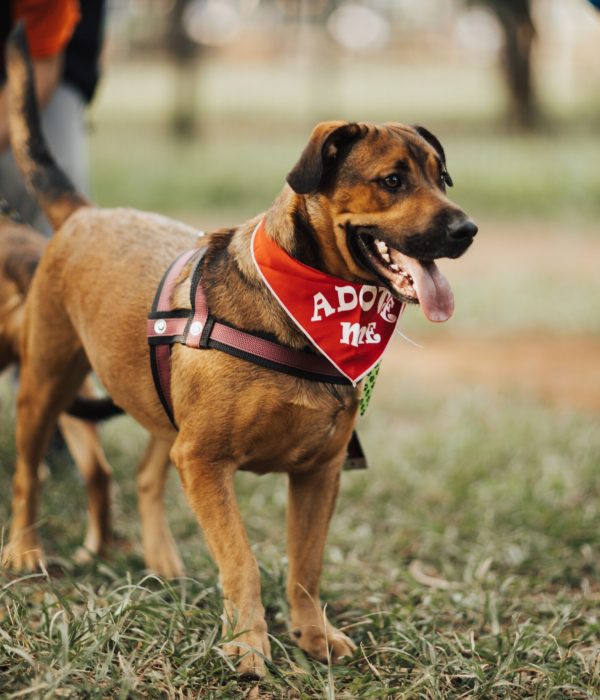 Handler’s Courses - valhallk9